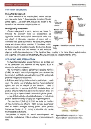 Male reproductive hormones | PDF