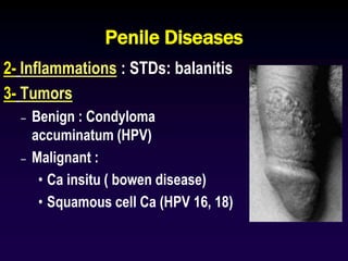 Male Reproductive m3 (2).ppt