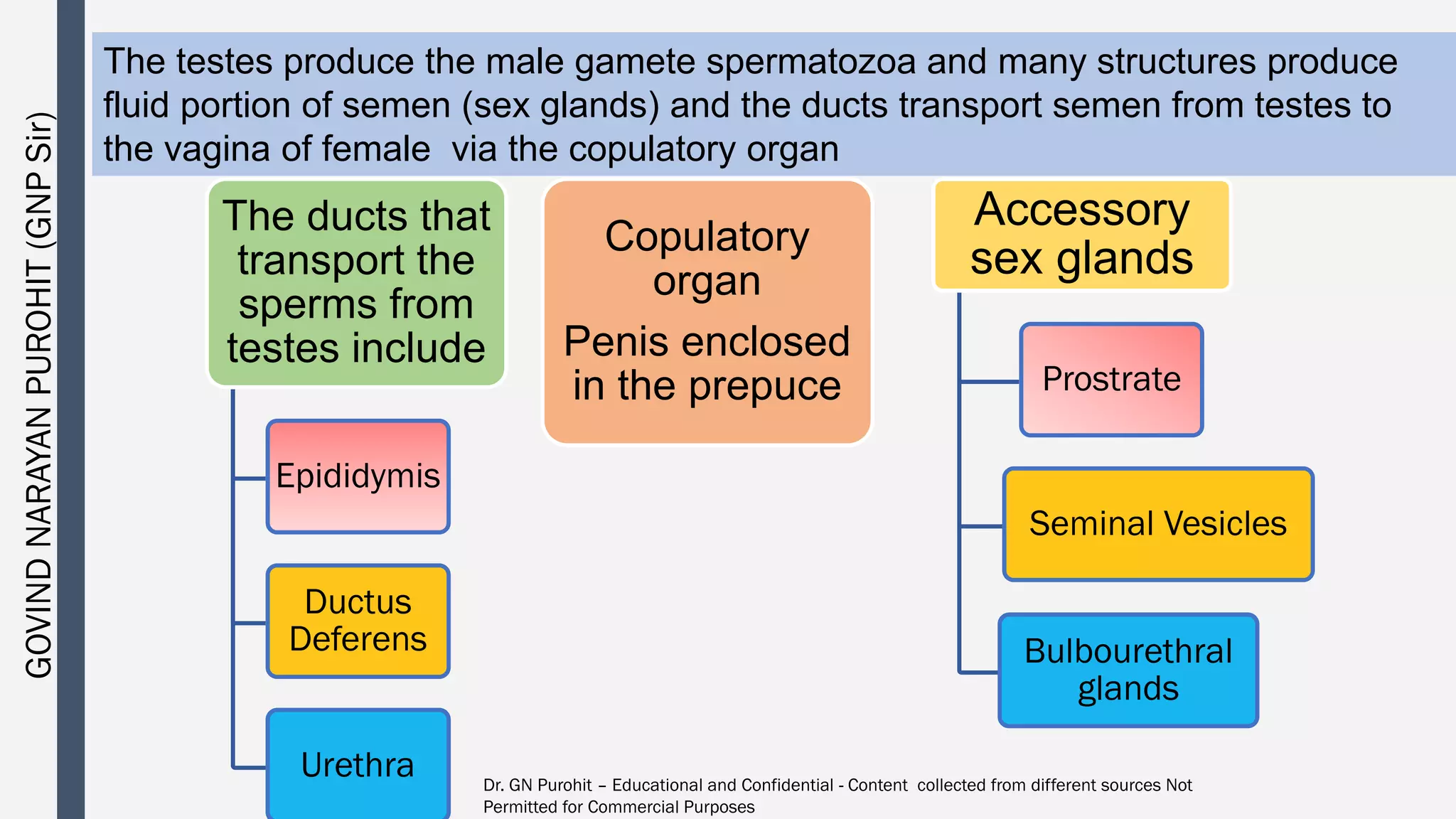 Male reproductive organs anatomy and physiology | PPT
