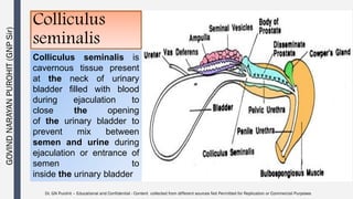 Male reproductive organs anatomy and physiology | PPT