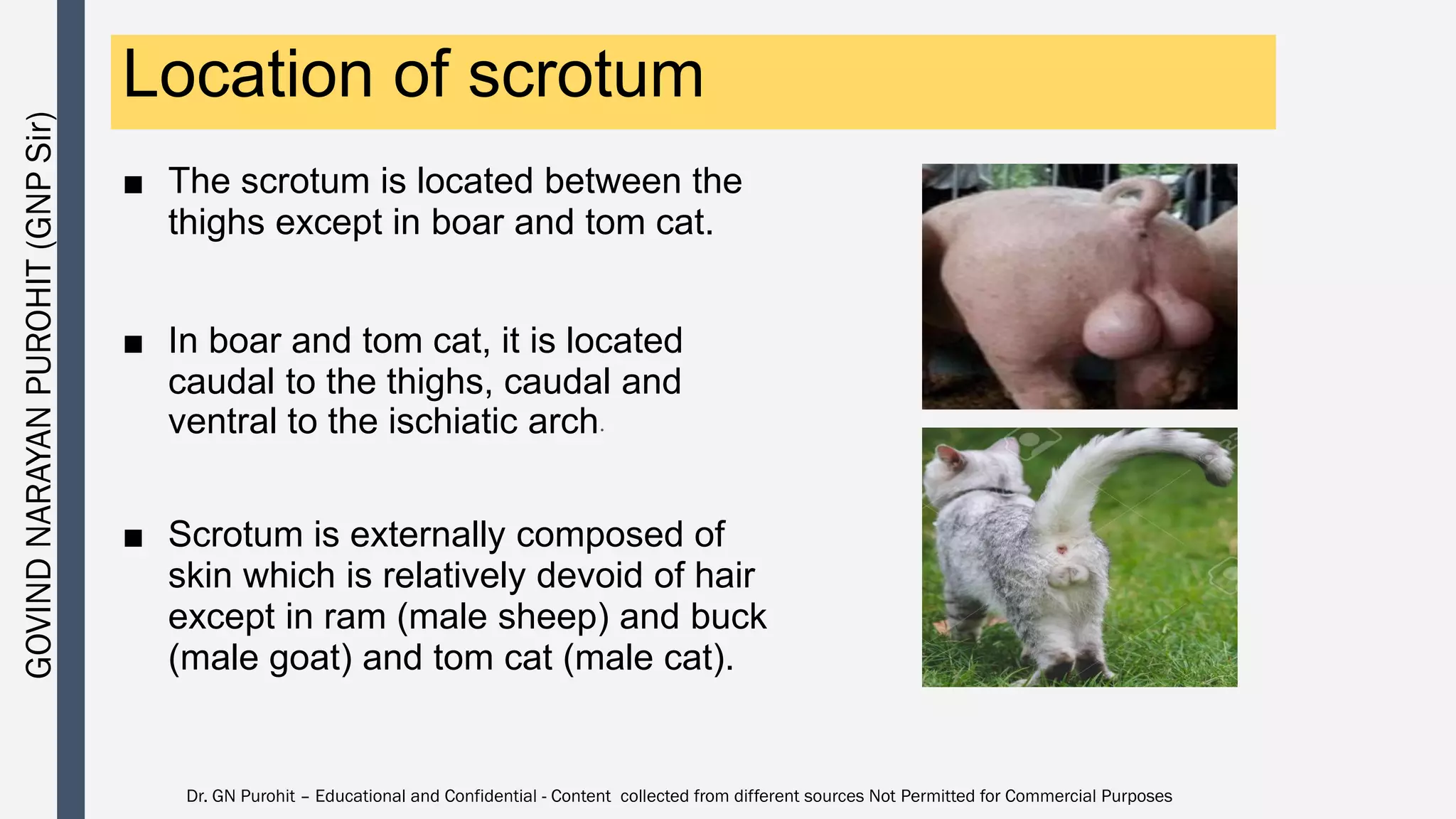 Male reproductive organs anatomy and physiology | PDF