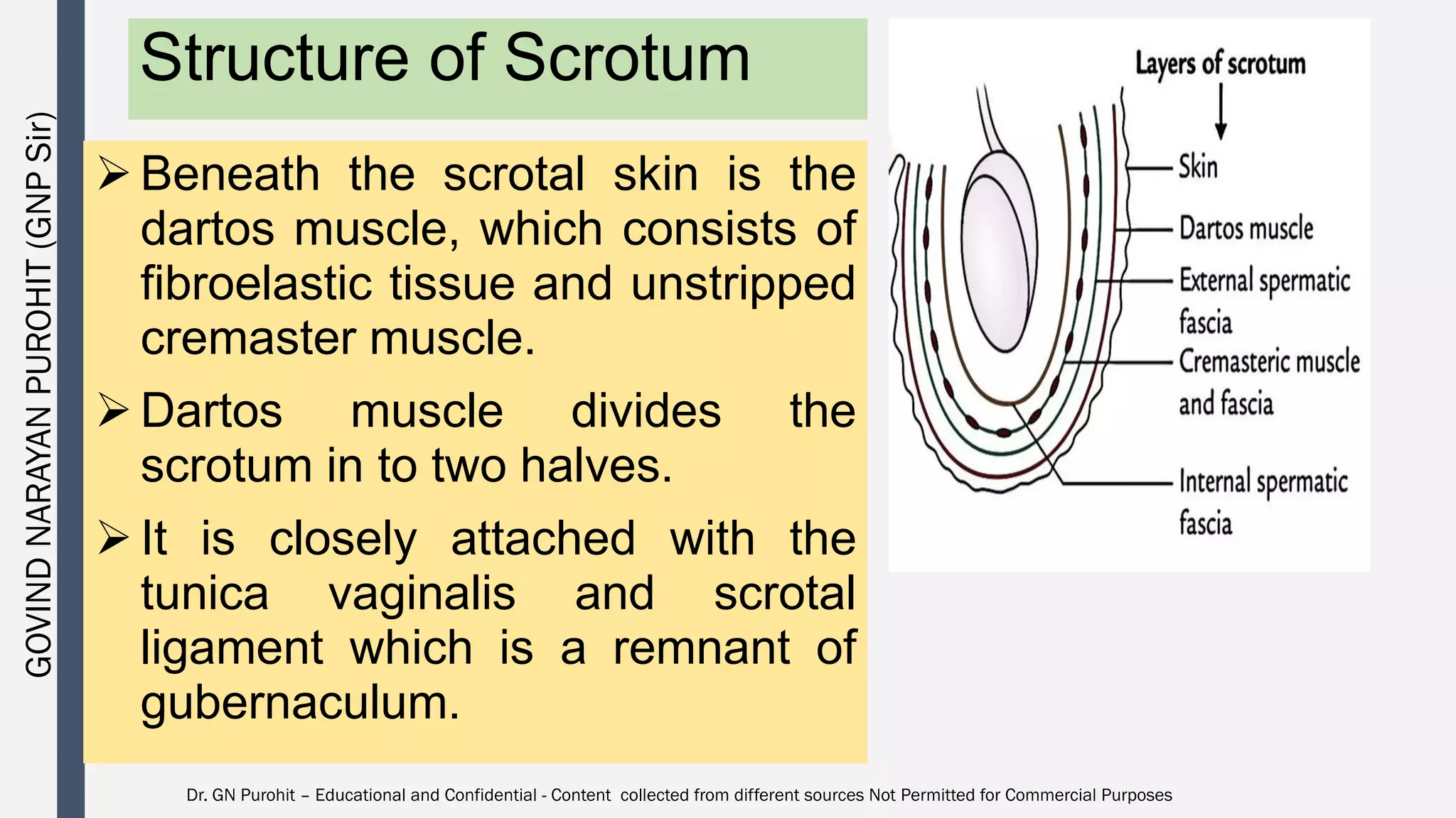 Male reproductive organs anatomy and physiology | PDF
