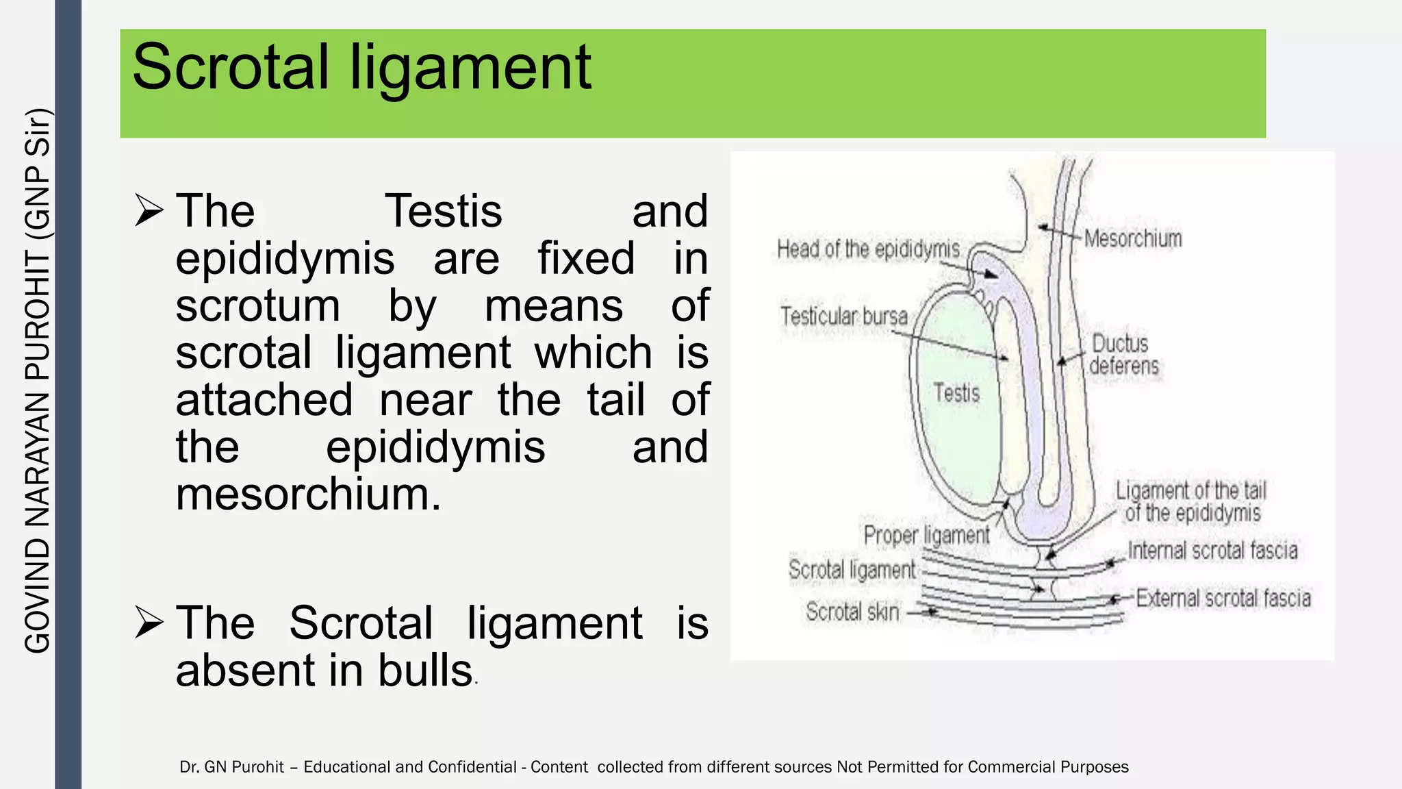 Male reproductive organs anatomy and physiology | PDF