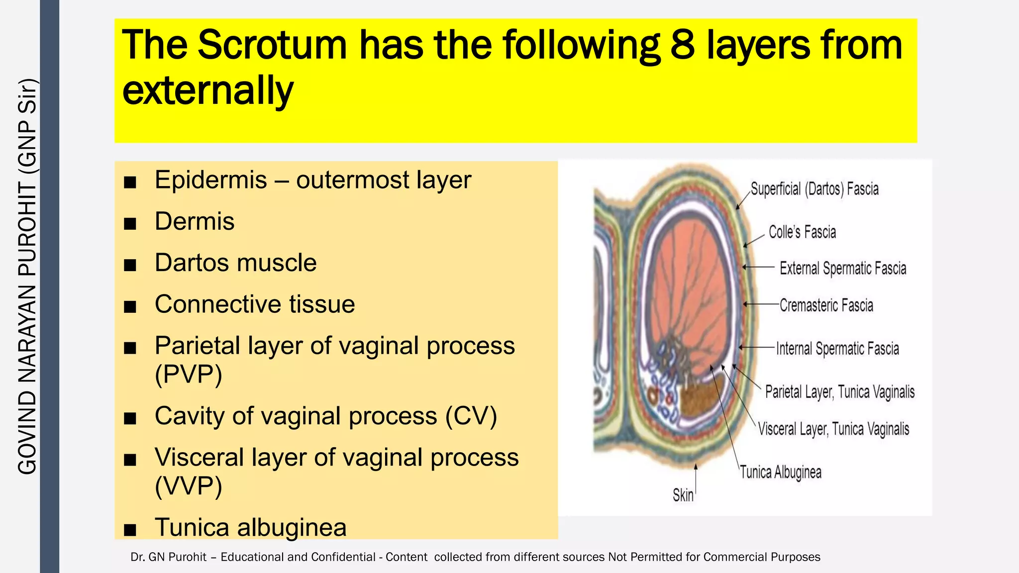 Male reproductive organs anatomy and physiology | PDF