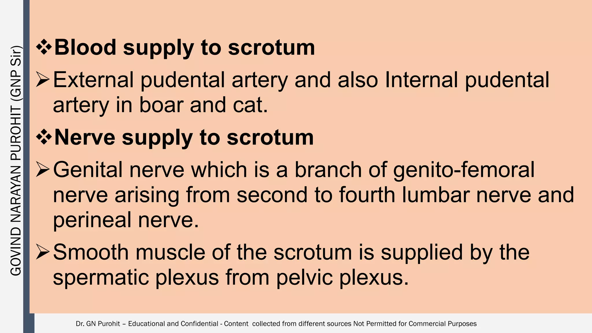 Male reproductive organs anatomy and physiology | PDF