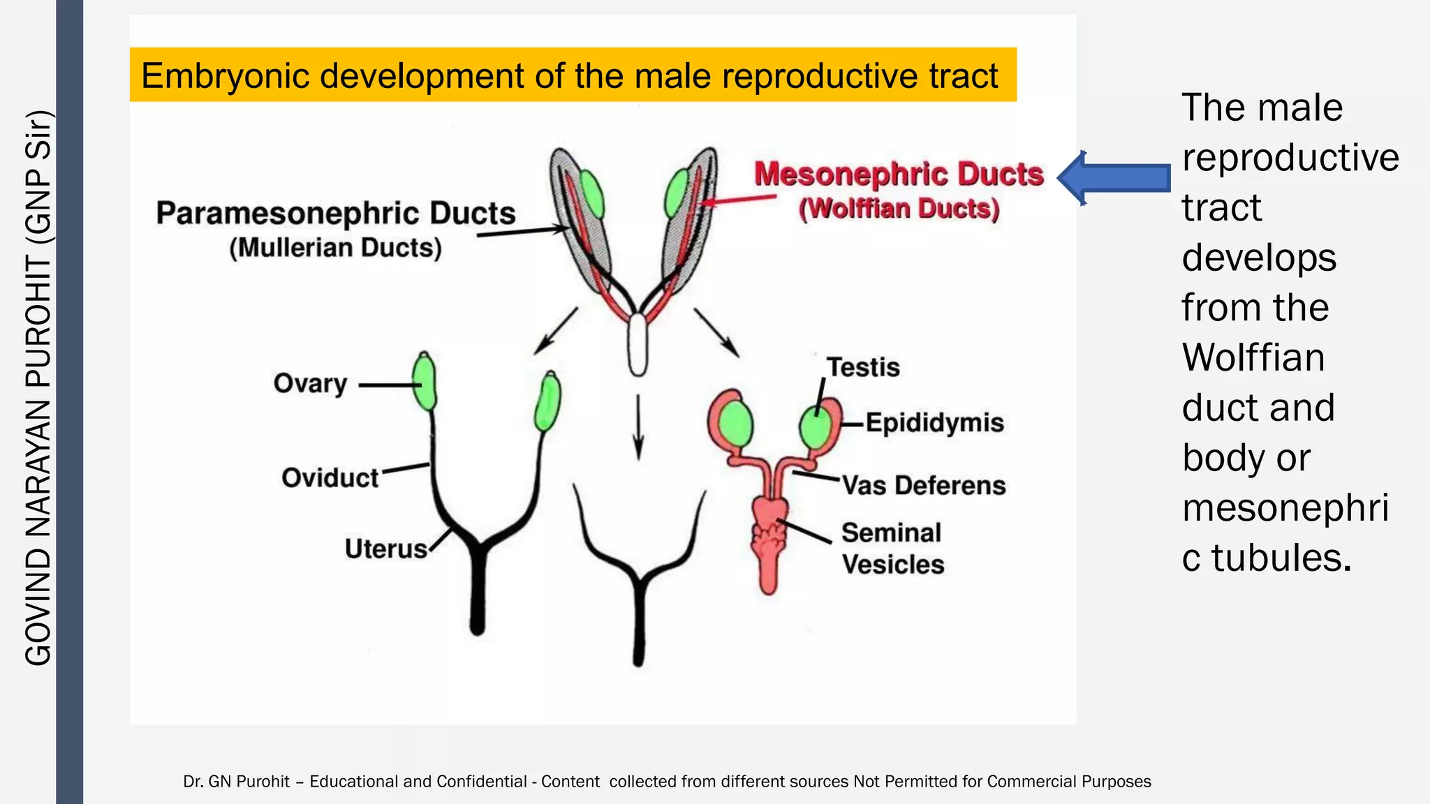 Male reproductive organs anatomy and physiology | PDF