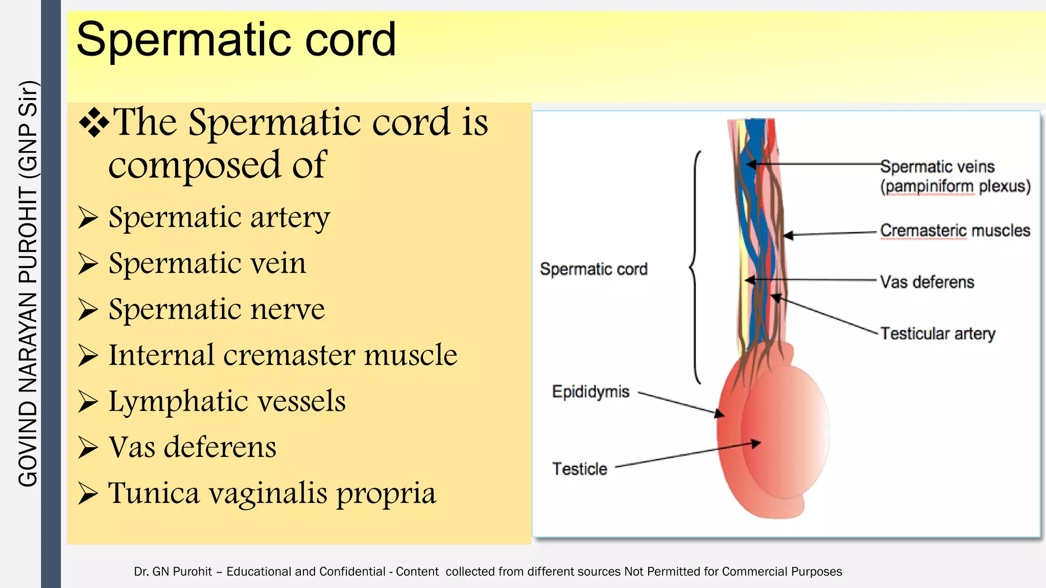 Male reproductive organs anatomy and physiology | PDF