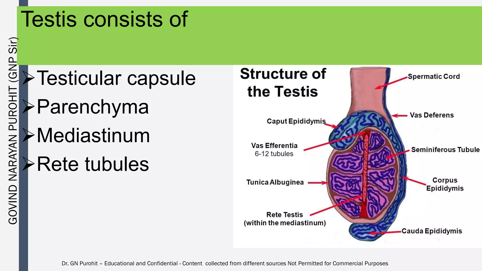 Male reproductive organs anatomy and physiology | PDF