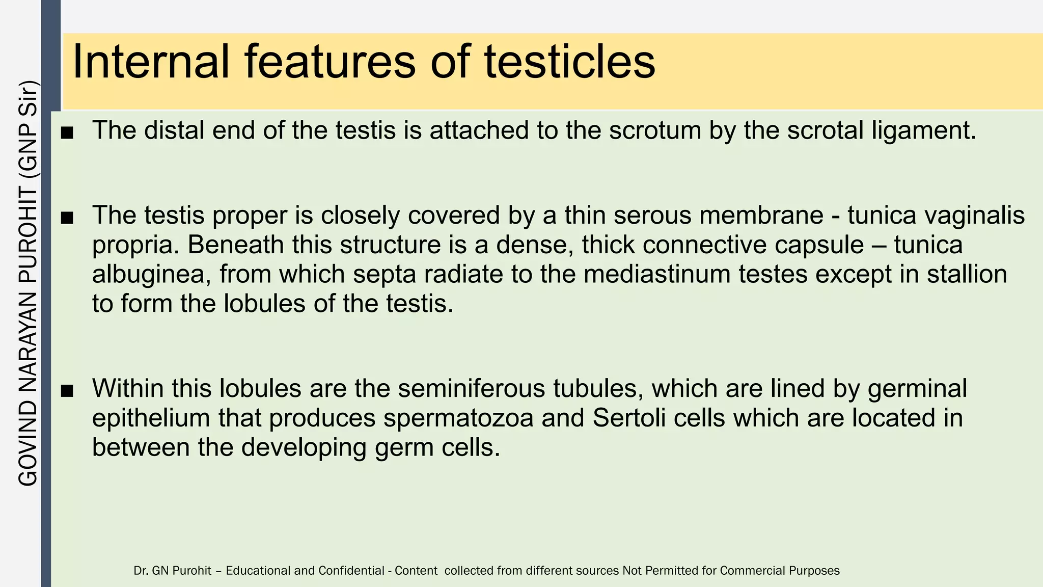 Male reproductive organs anatomy and physiology | PDF