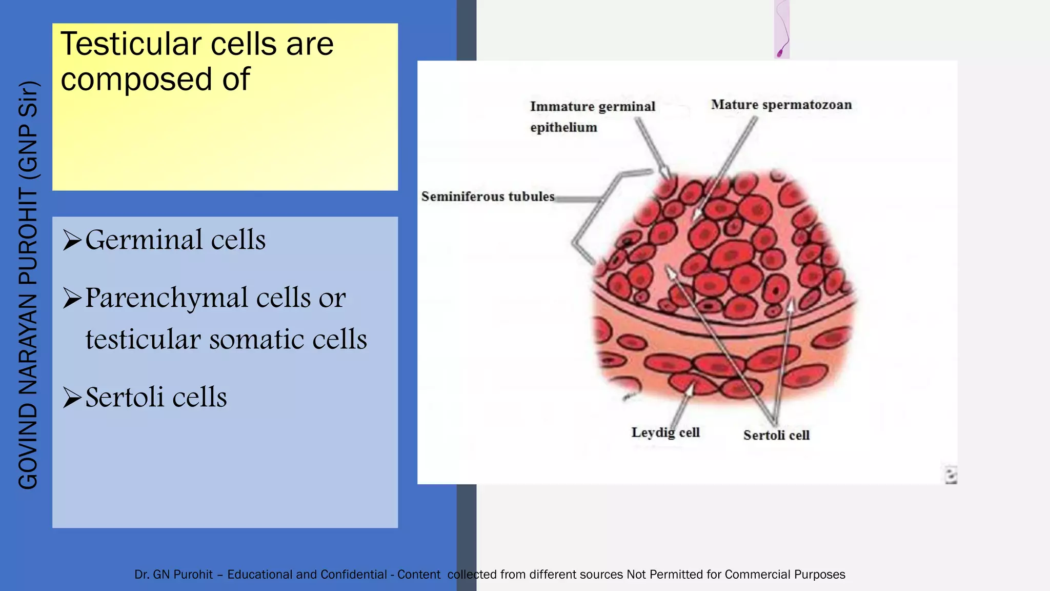 Male reproductive organs anatomy and physiology | PDF