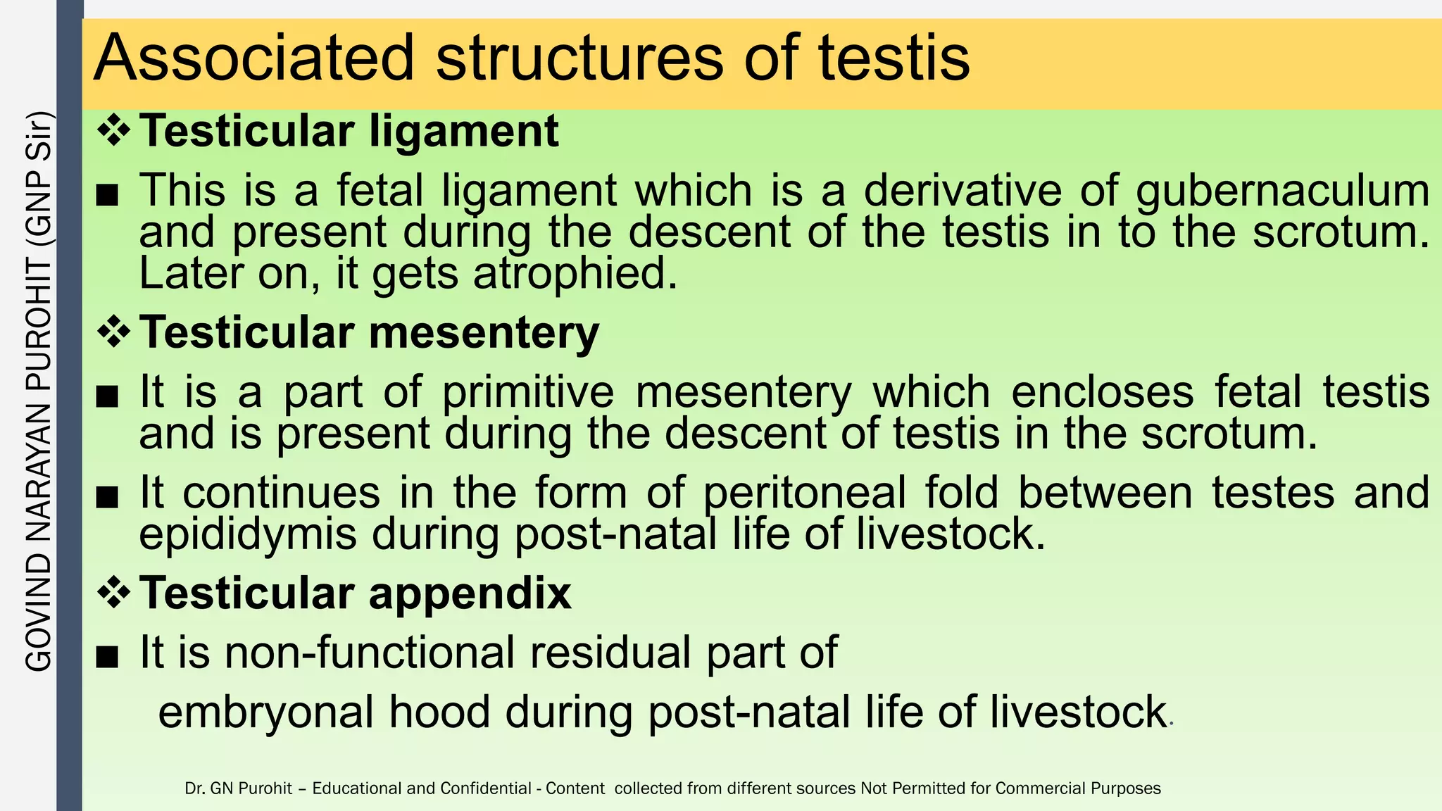 Male reproductive organs anatomy and physiology | PDF