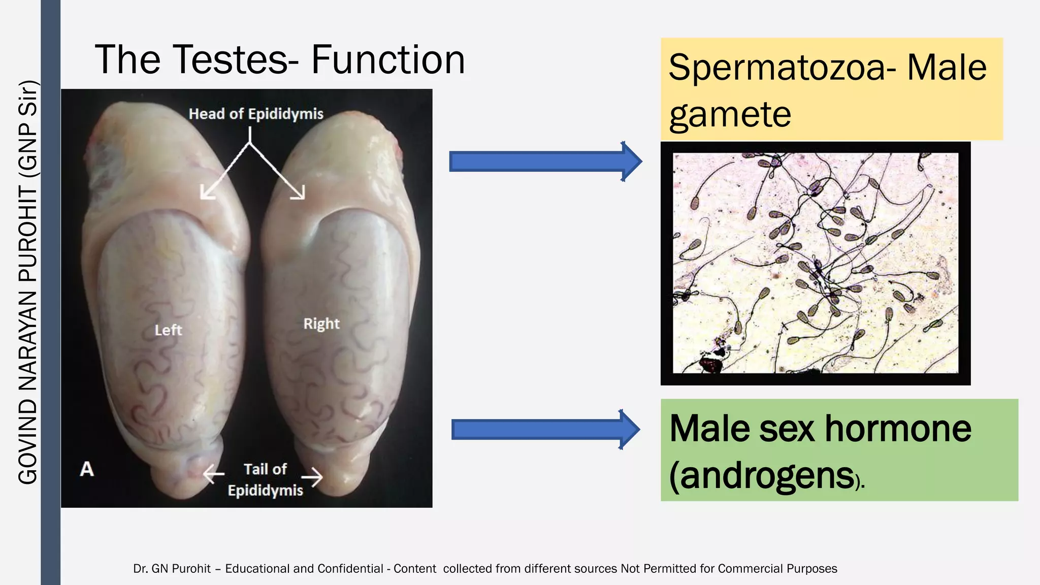 Male reproductive organs anatomy and physiology | PDF