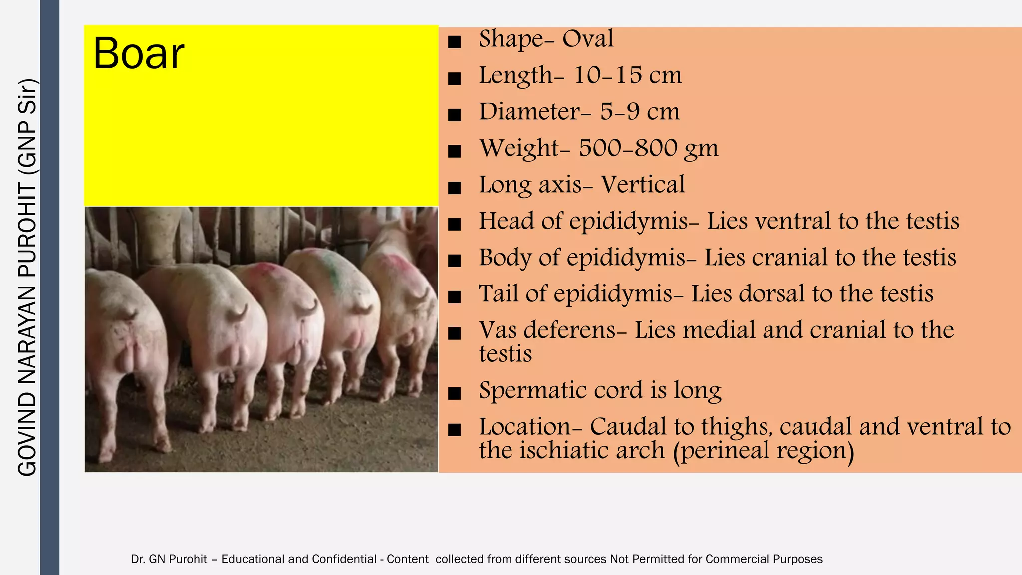 Male reproductive organs anatomy and physiology | PDF