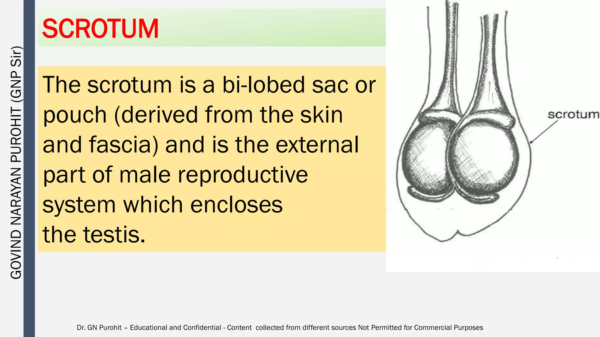 Male reproductive organs anatomy and physiology | PDF