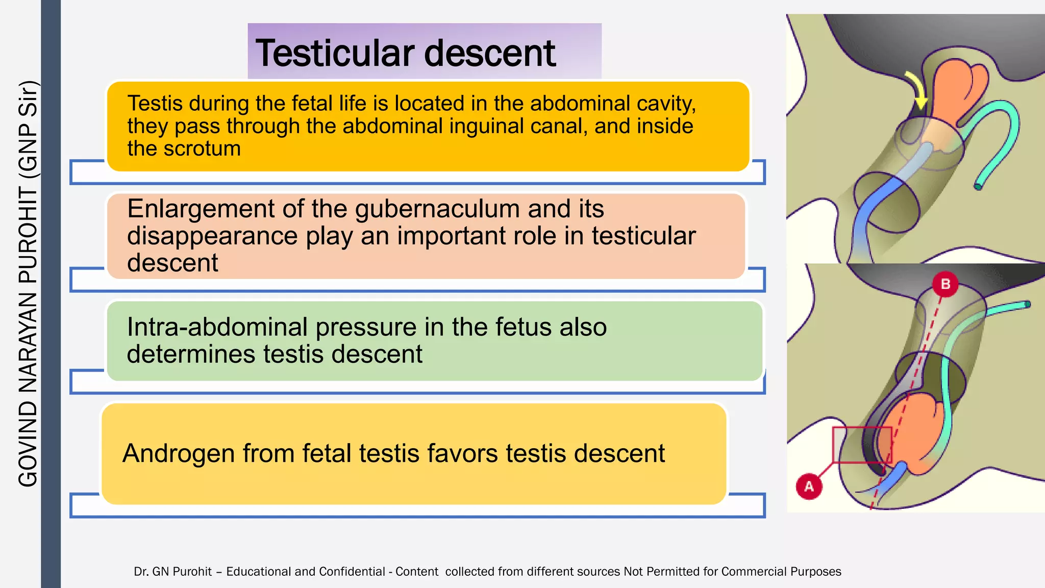 Male Reproductive Organs Anatomy And Physiology Ppt