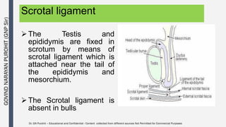 Male reproductive organs anatomy and physiology | PDF