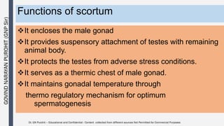 Male reproductive organs anatomy and physiology | PDF