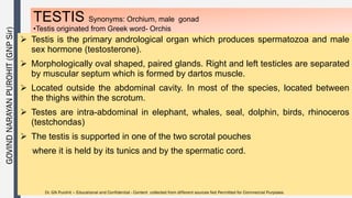 Male reproductive organs anatomy and physiology | PDF