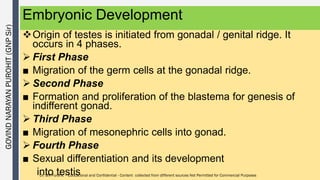 Male reproductive organs anatomy and physiology | PDF