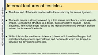 Male reproductive organs anatomy and physiology | PDF