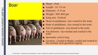 Male reproductive organs anatomy and physiology | PDF