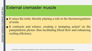 Male reproductive organs anatomy and physiology | PDF
