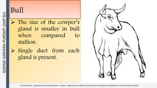 Male reproductive organs anatomy and physiology | PDF