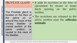 Male reproductive organs anatomy and physiology | PDF