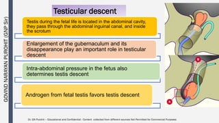 Male reproductive organs anatomy and physiology | PDF