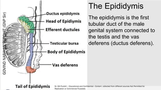 Male reproductive organs anatomy and physiology | PDF