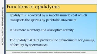 Male reproductive organs anatomy and physiology | PDF