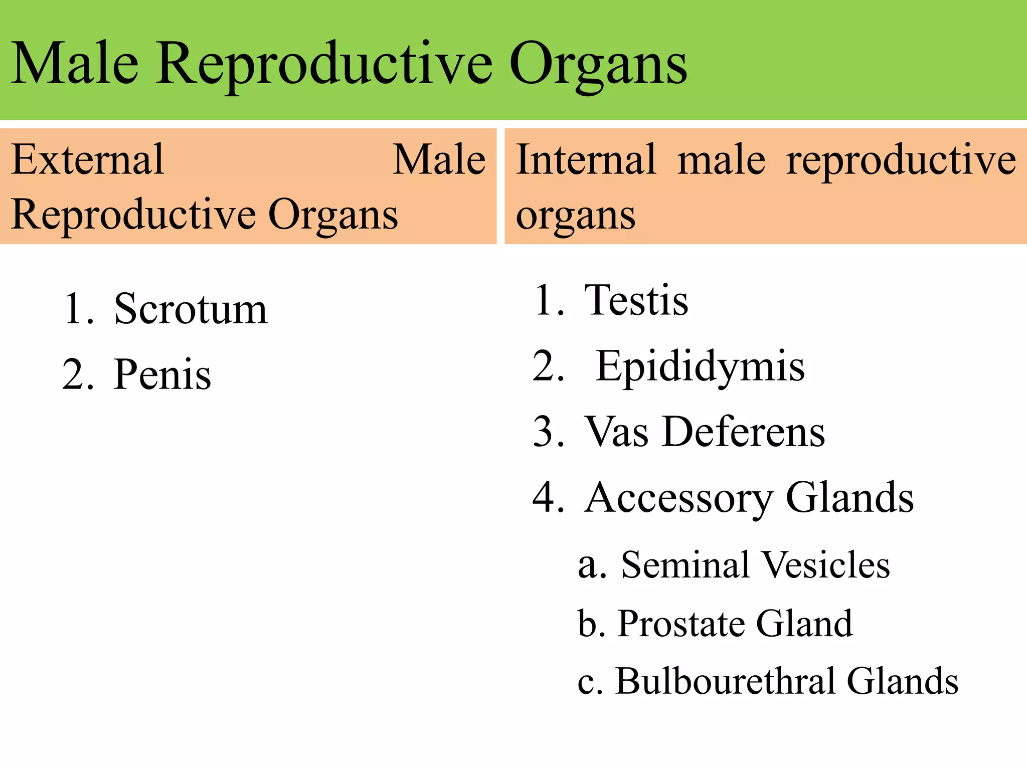 Male reproductive organs | PDF