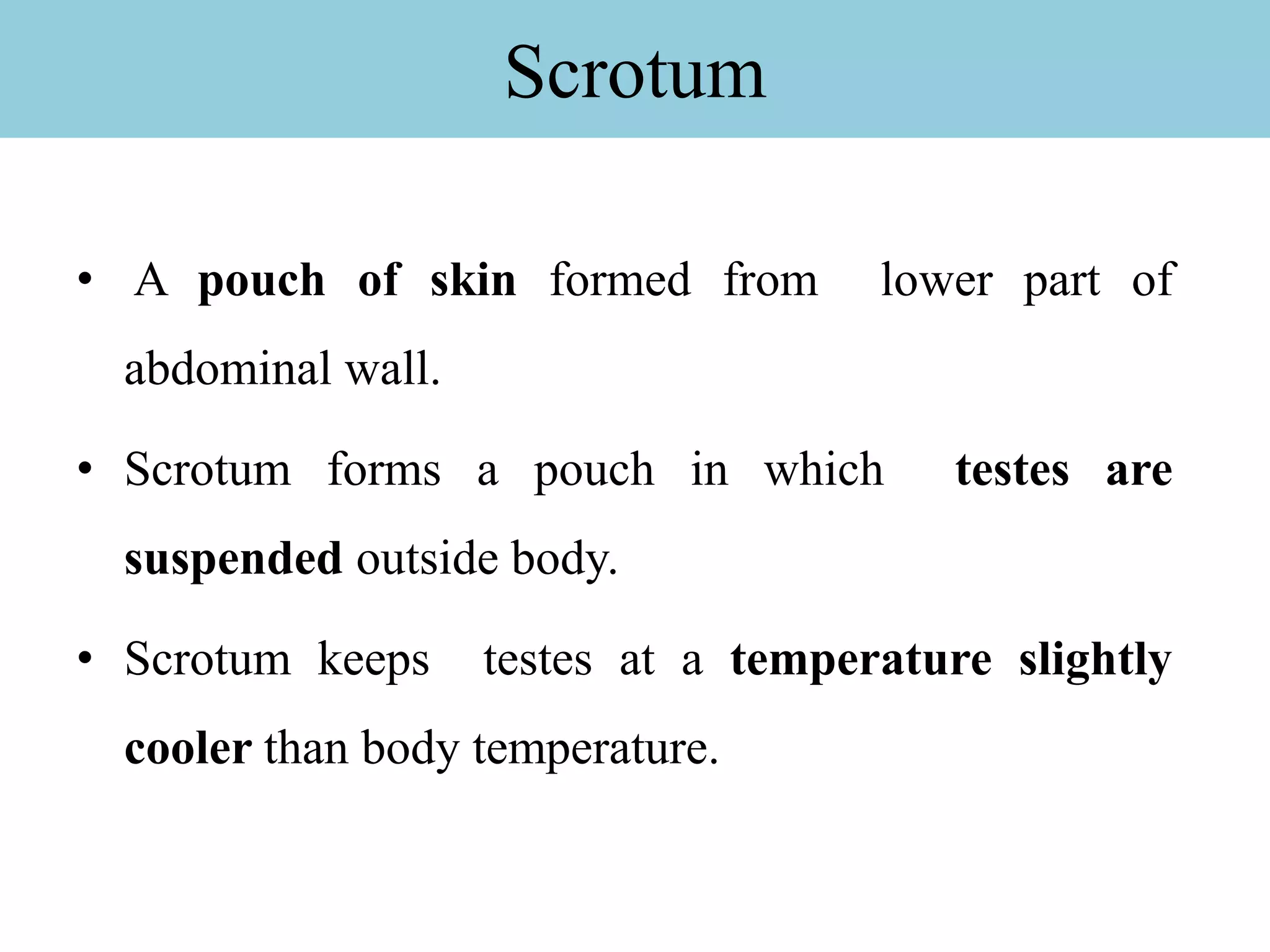 Male reproductive organs | PDF