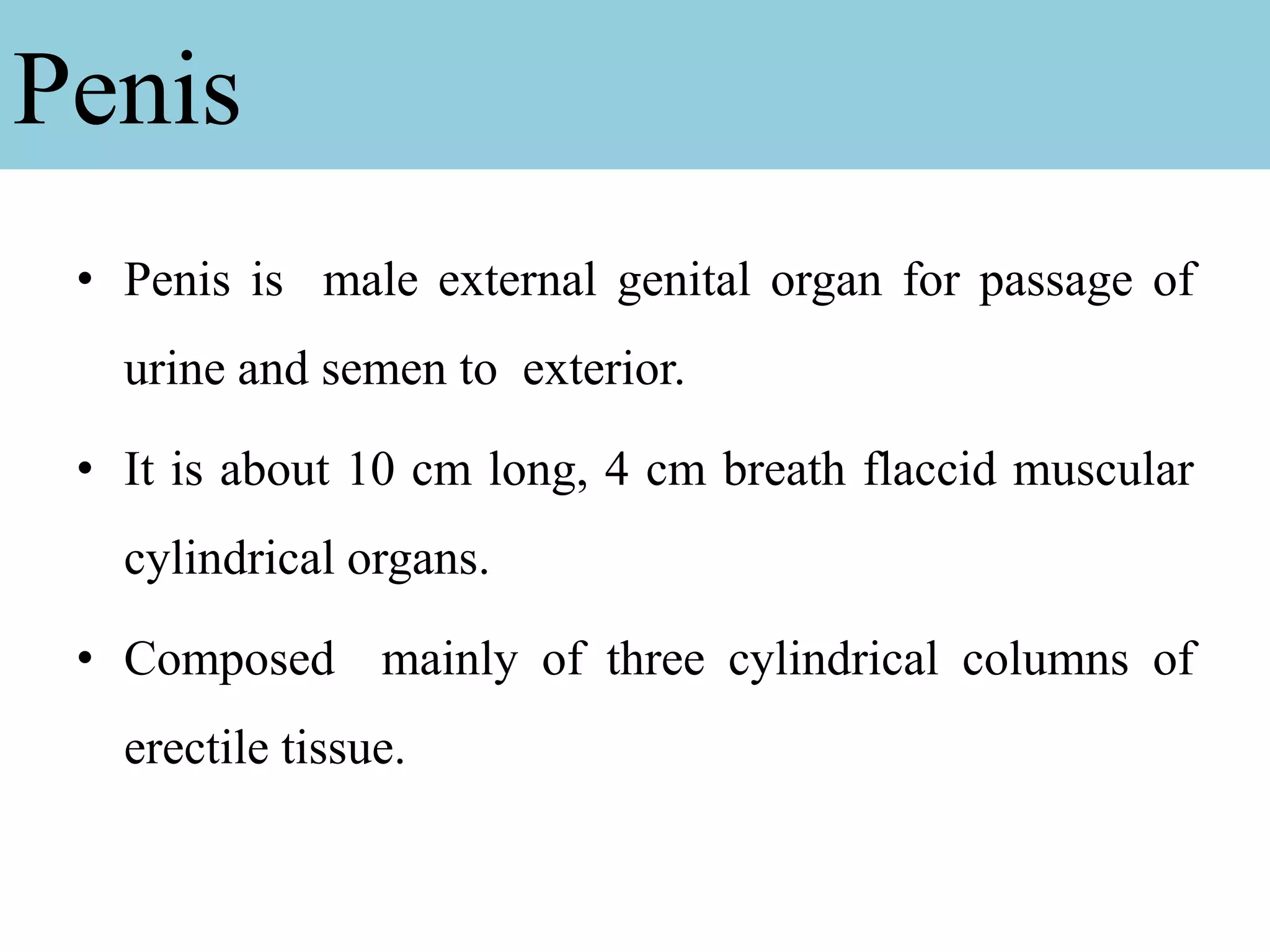 Male reproductive organs | PDF
