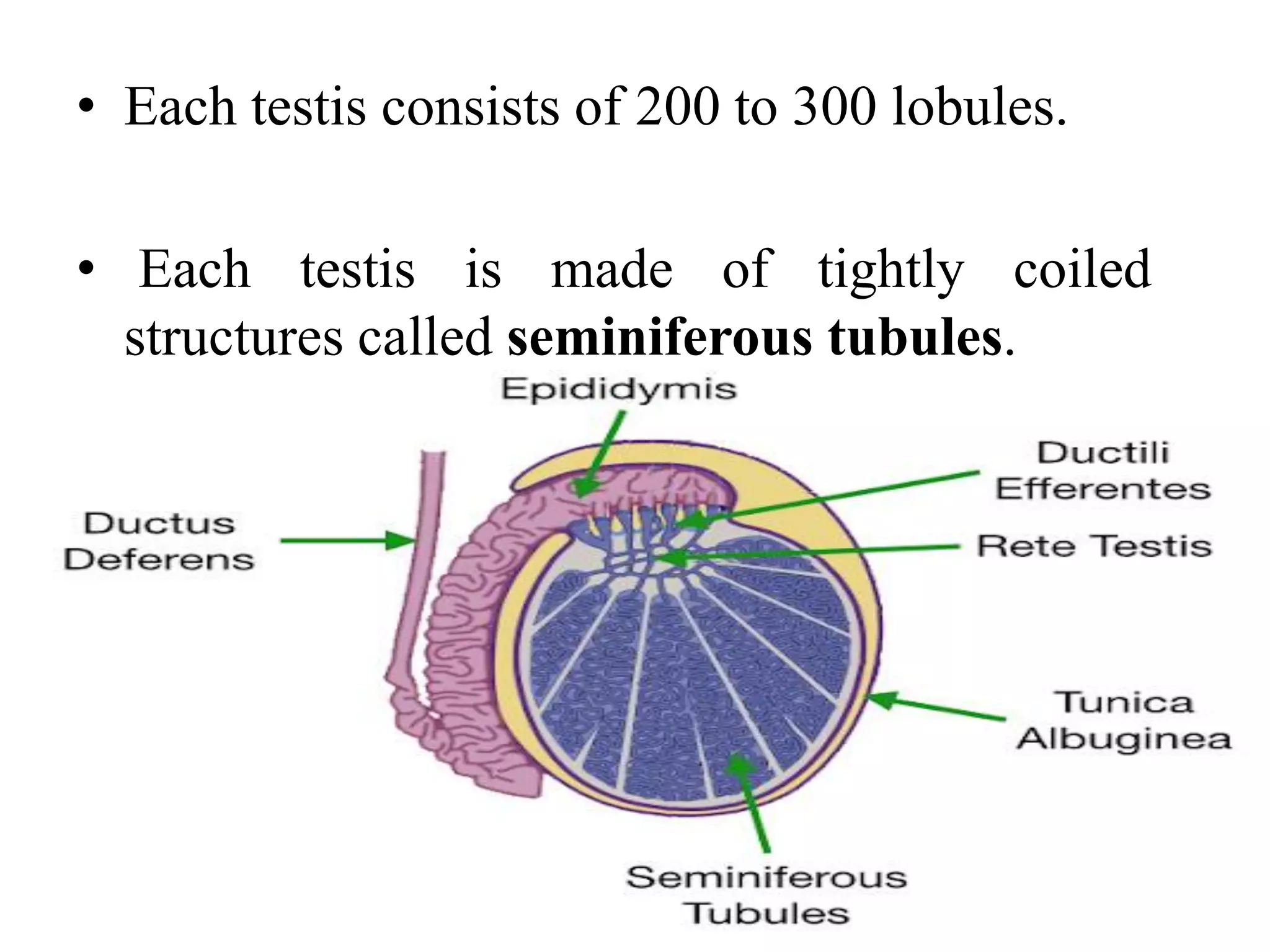 Male reproductive organs | PDF