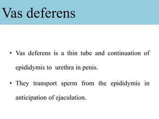 Male reproductive organs | PDF