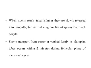 Male reproductive organs | PDF
