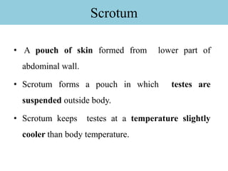 Male reproductive organs | PDF