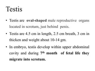 Male reproductive organs | PDF