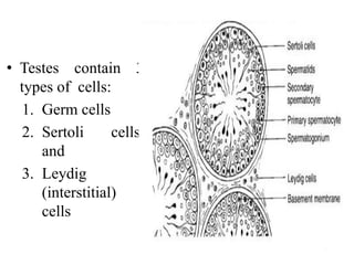 Male reproductive organs | PDF