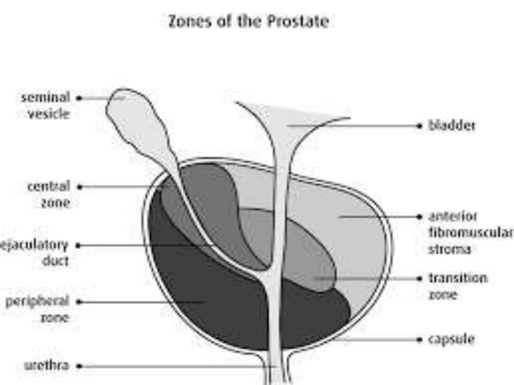 Male reproductive organs or genitalia in Hindi | PPTX