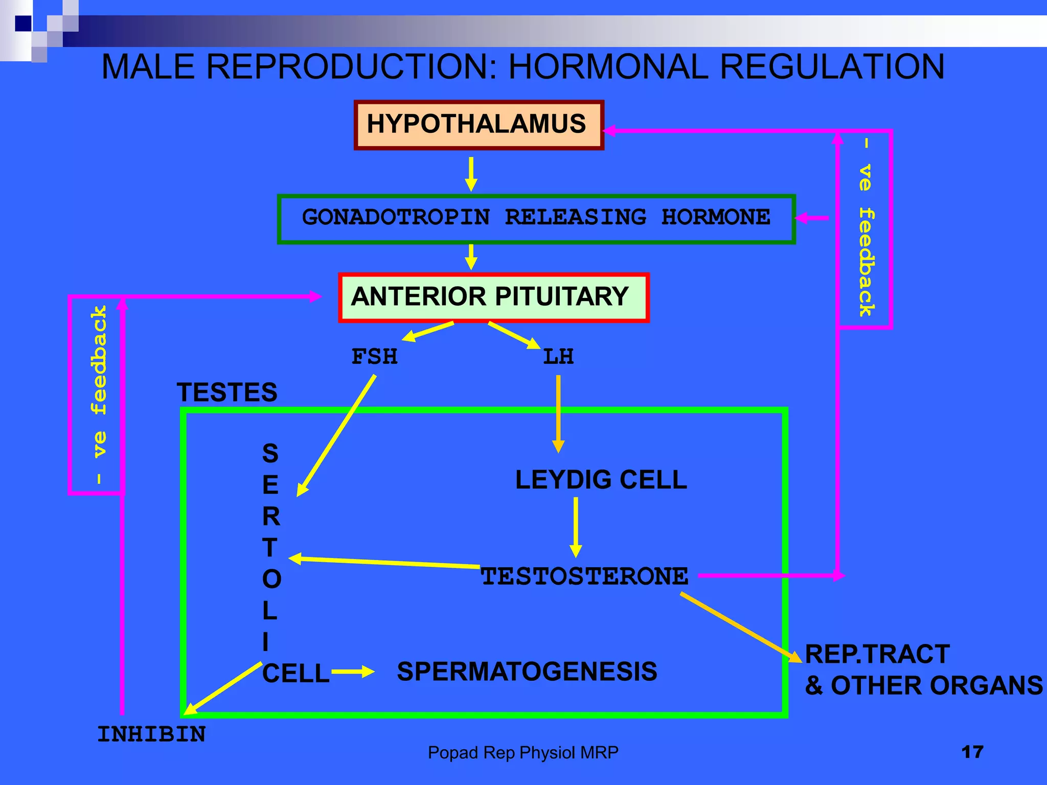 Male reproductive physiology | PPTX