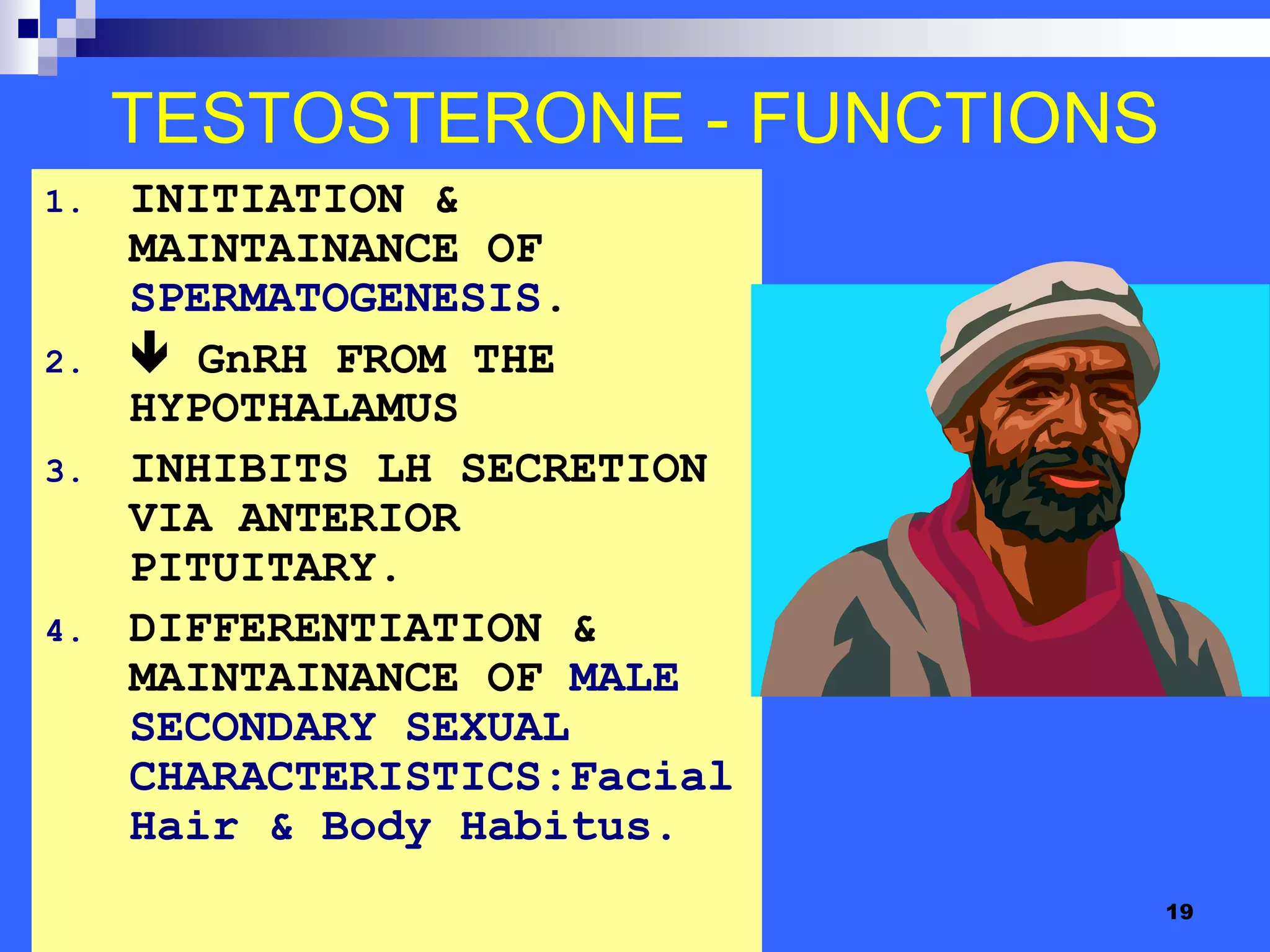 Male reproductive physiology | PPTX
