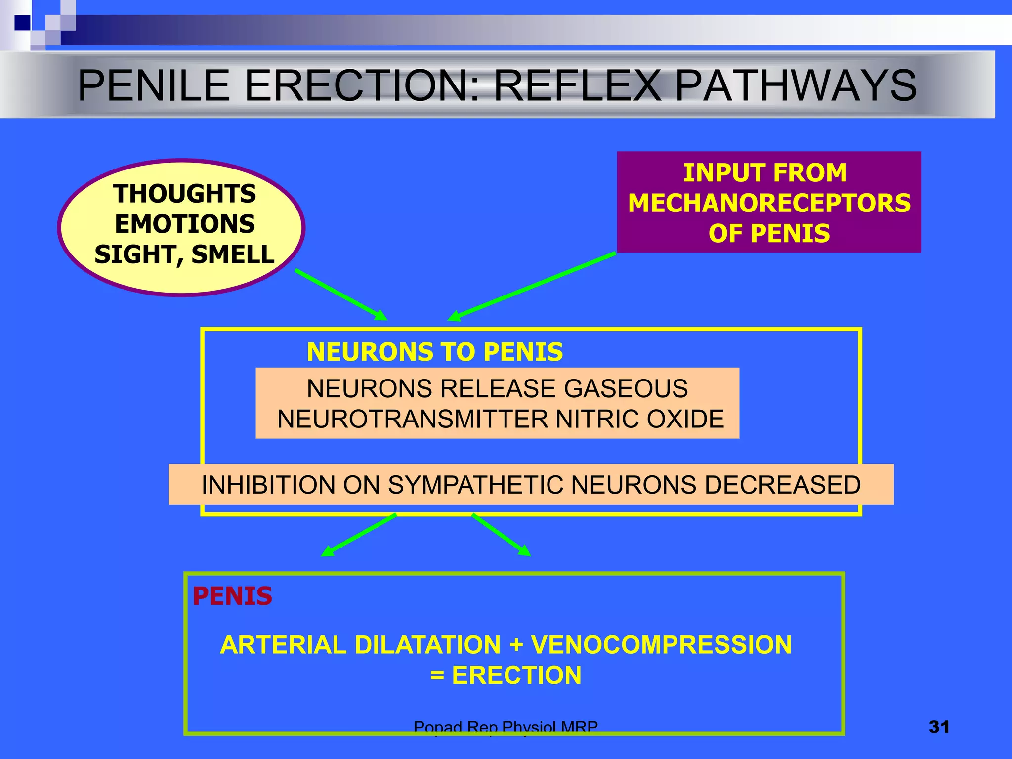 Male reproductive physiology | PPTX