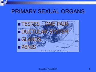 Male reproductive physiology | PPTX