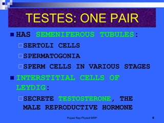 Male reproductive physiology | PPTX