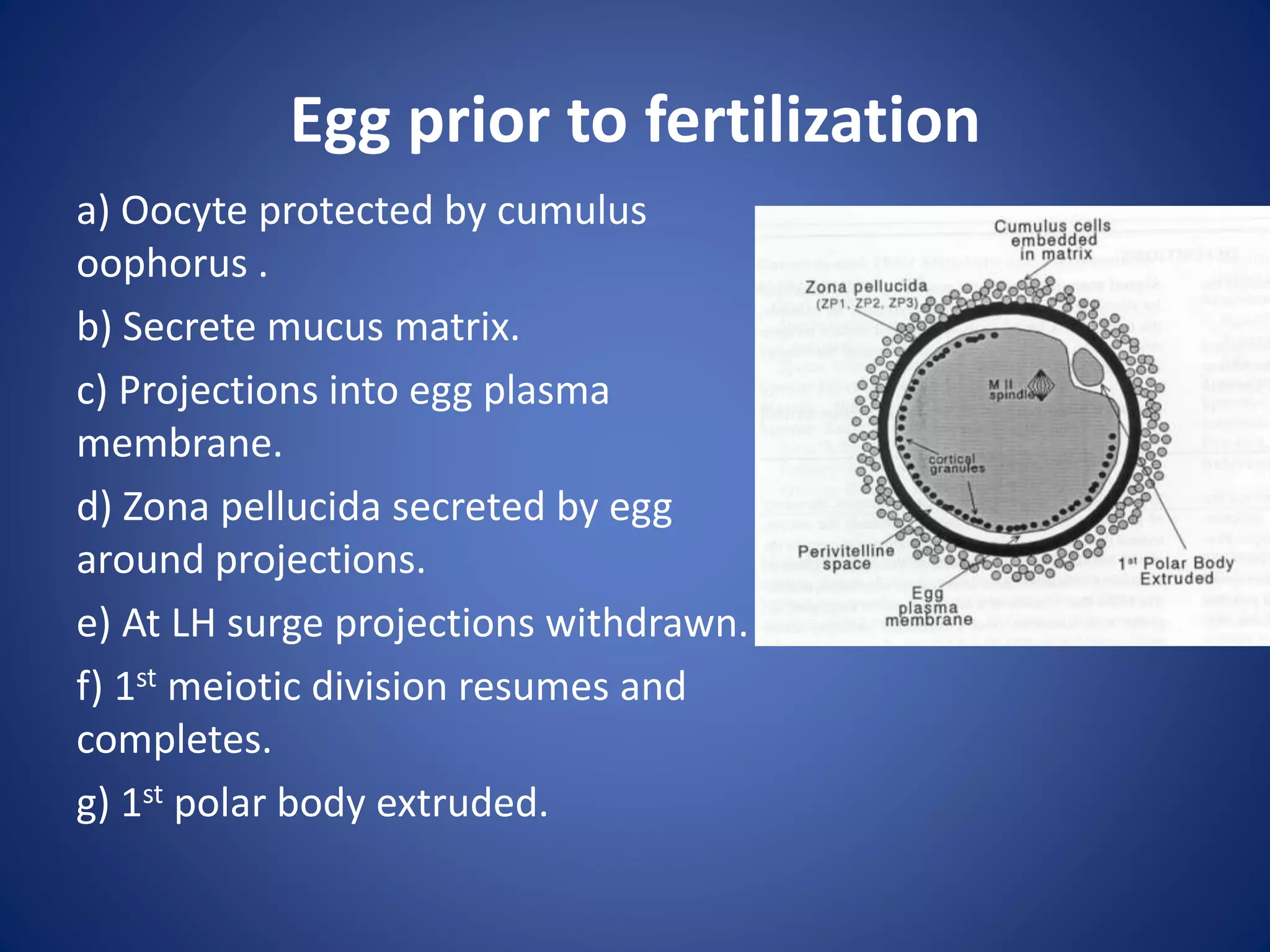 Male reproductive physiology | PPTX