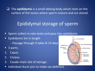 Male reproductive physiology | PPTX