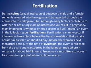 Male reproductive physiology | PPT