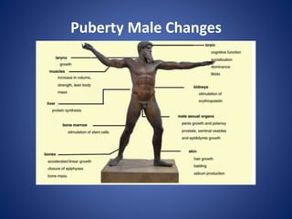 Male reproductive physiology | PPT